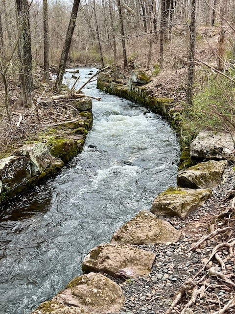 Exploring Tyler Mill Preserve, May 2024 – Trail Talk