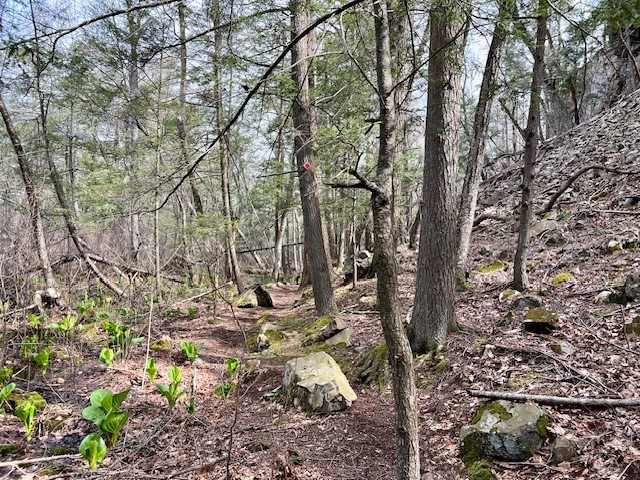Exploring Tyler Mill Preserve, May 2024 – Subscribe to Trail Talk