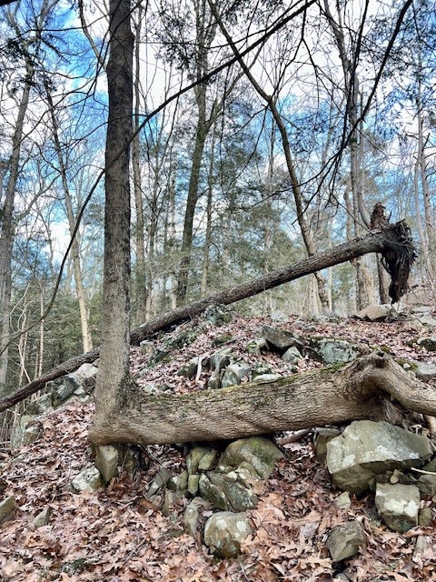 Exploring Tyler Mill Preserve, May 2024 – Subscribe to Trail Talk