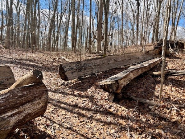 Exploring Tyler Mill Preserve, May 2024 – Subscribe to Trail Talk