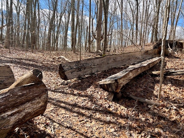 Exploring Tyler Mill Preserve, May 2024 – Subscribe to Trail Talk